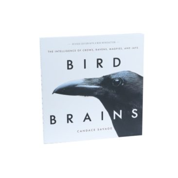 Bird Brains – The Wild Bird Store