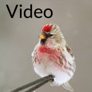 The Wild Bird Store – Southern Alberta's Backyard Birding Specialist